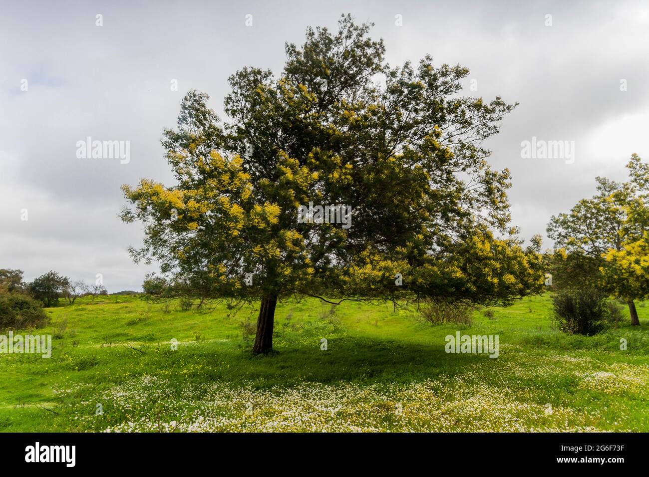 View of acacia tree hi-res stock photography and images - Alamy