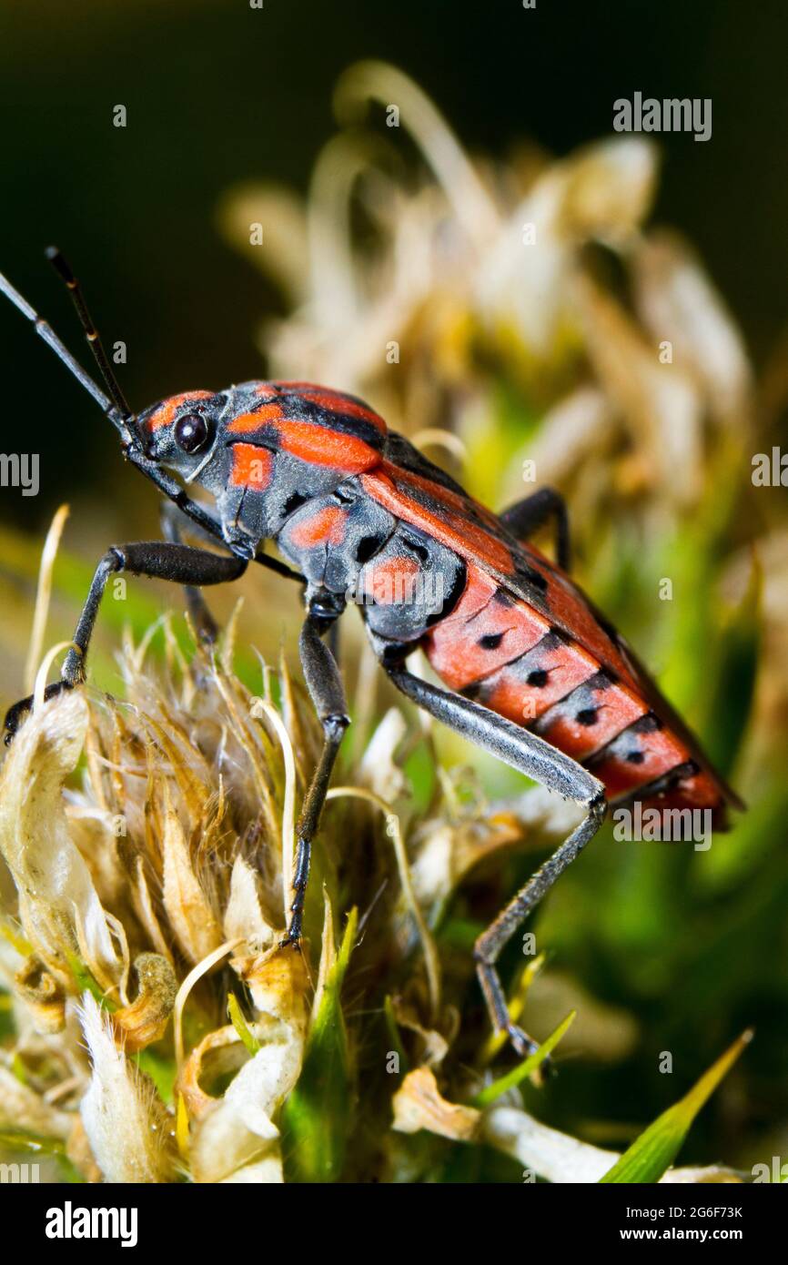 Chinch bug hi-res stock photography and images - Alamy