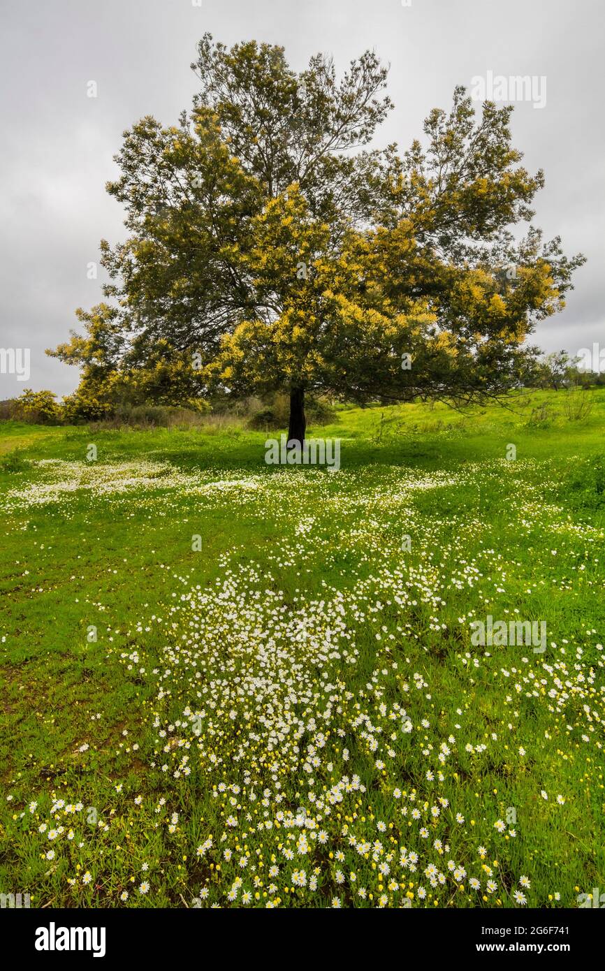 View of acacia tree hi-res stock photography and images - Alamy