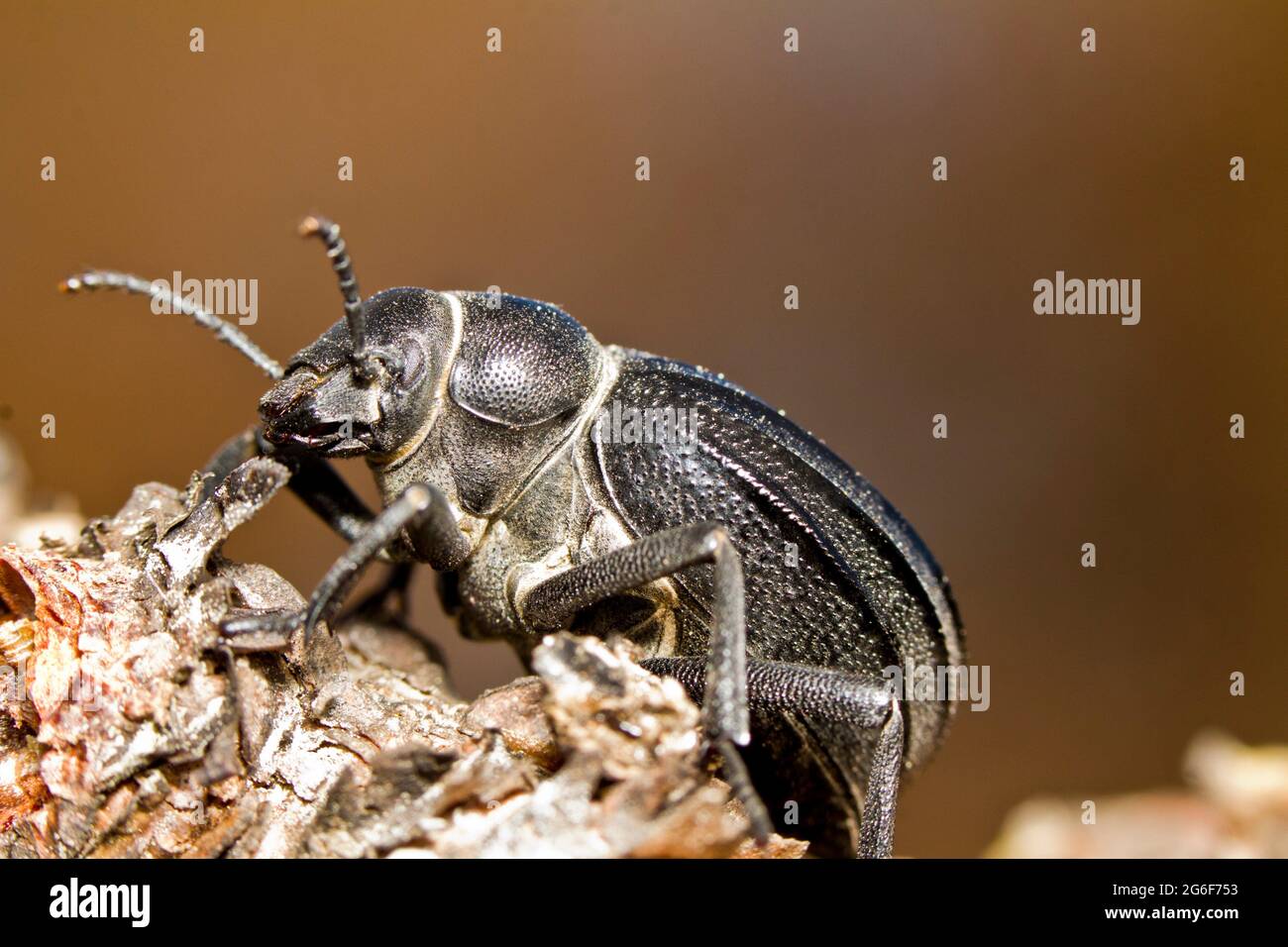 Black beetle big hi-res stock photography and images - Alamy
