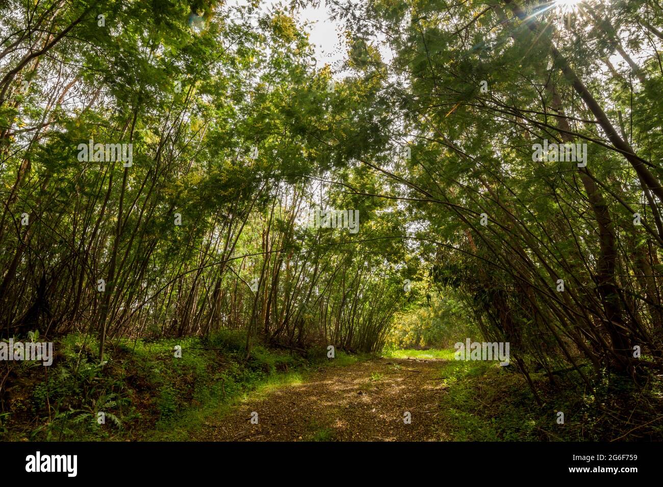 After rain view of a forest field with mimosa trees, with a cloudy sky ...