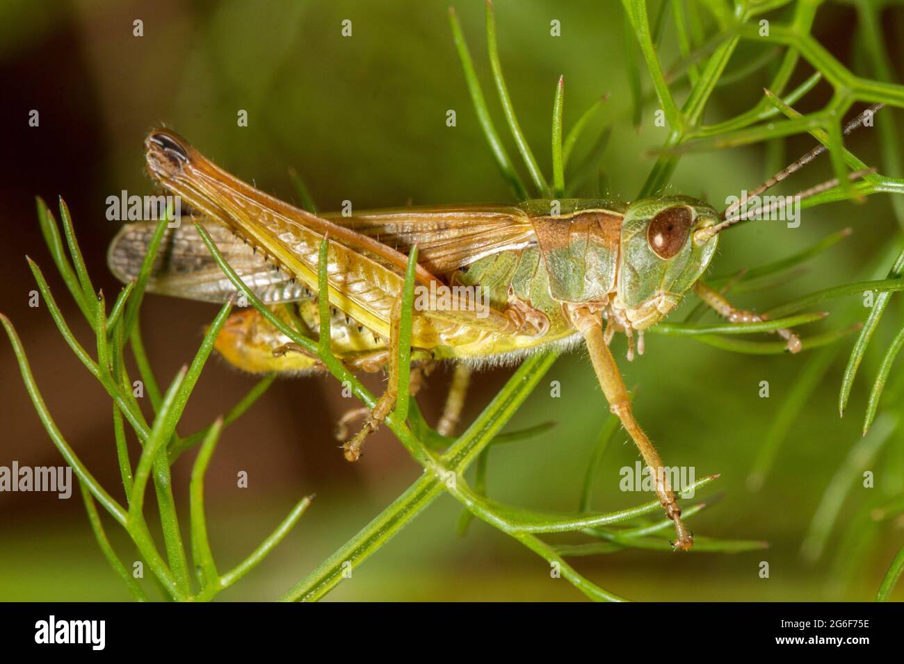 European grasshopper hi-res stock photography and images - Alamy