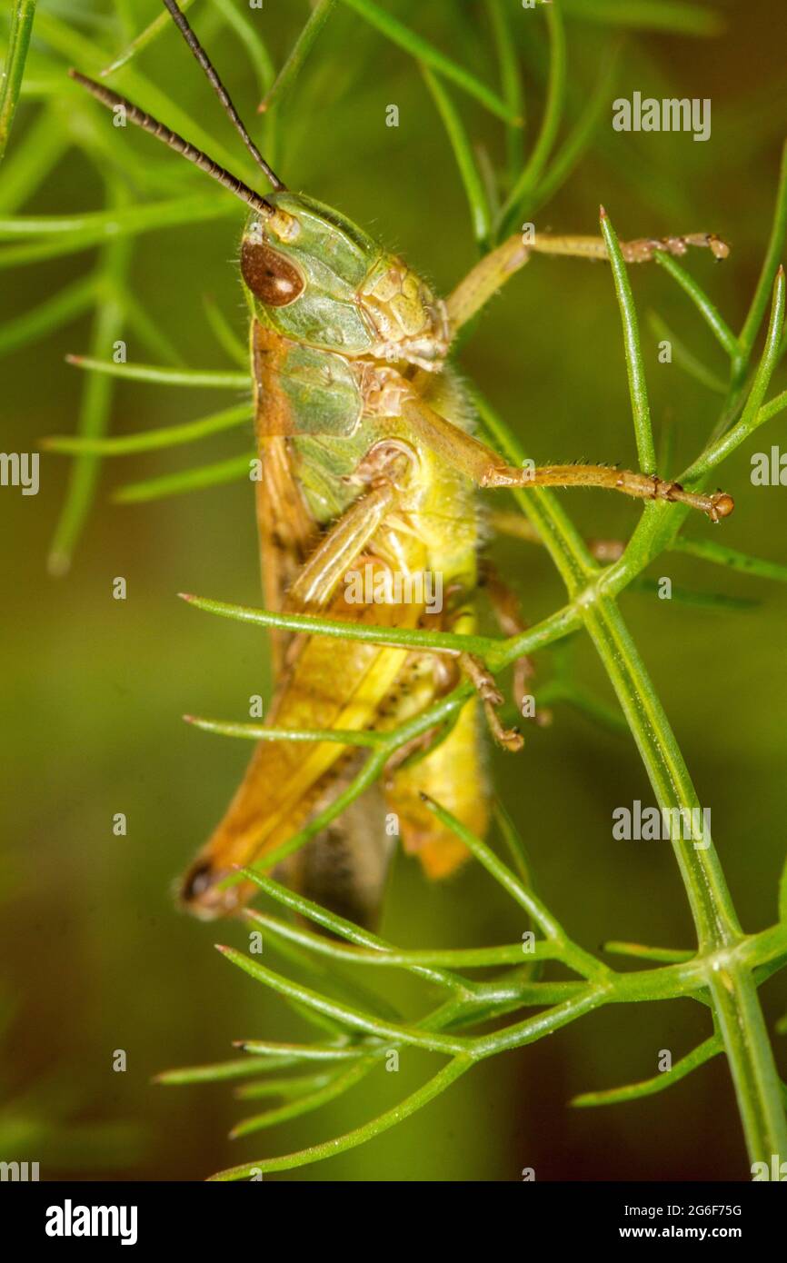 European grasshopper hi-res stock photography and images - Alamy