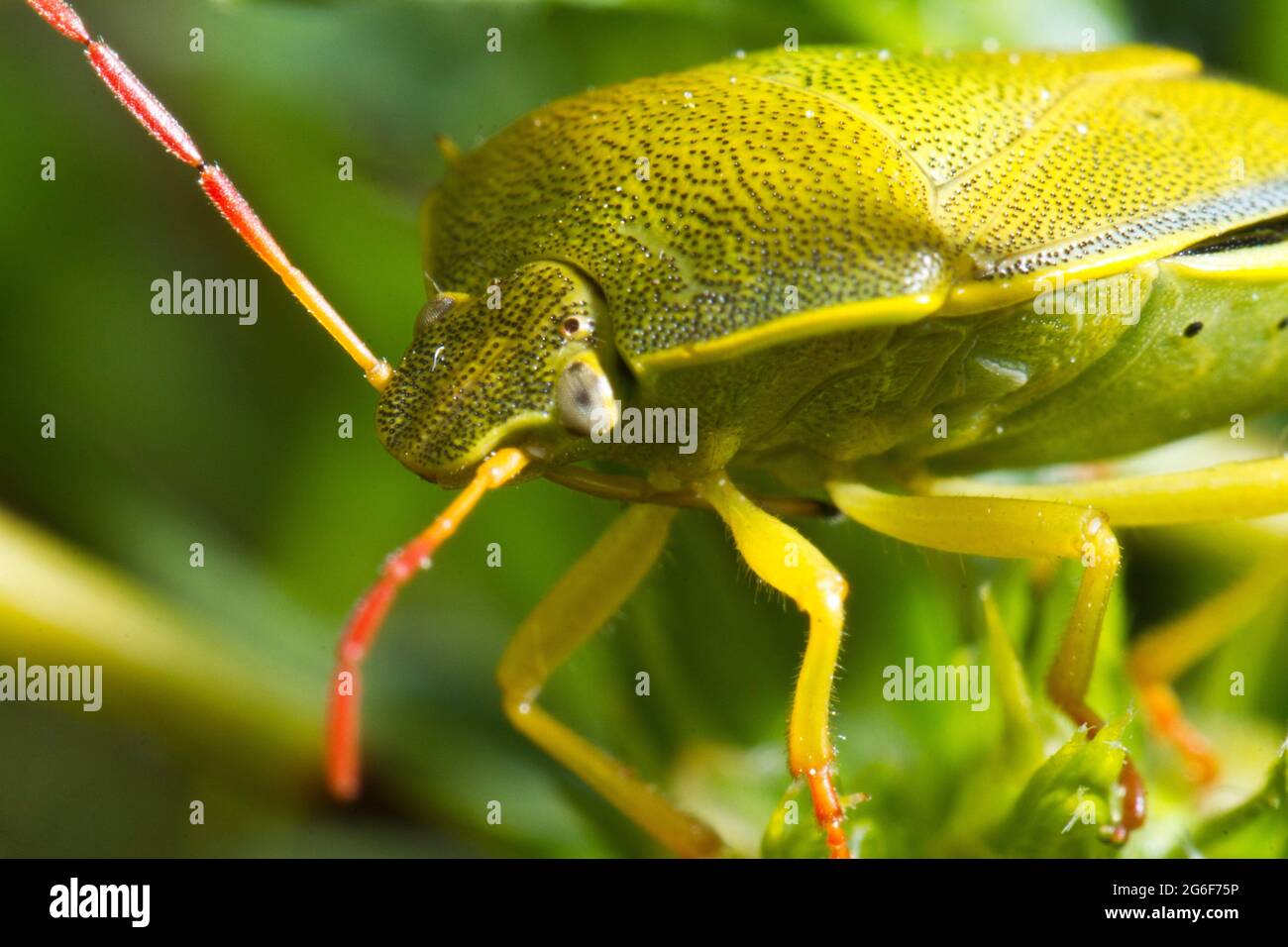 Close up view of a green colorful stink bug (Nezara viridula Stock ...