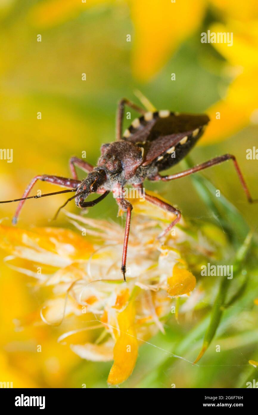 Spiny assassin bug hi-res stock photography and images - Alamy