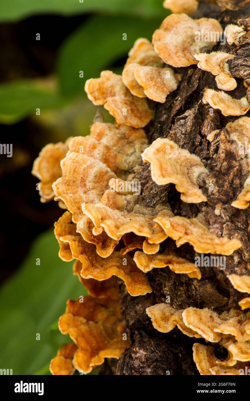 Tail tree hi-res stock photography and images - Alamy