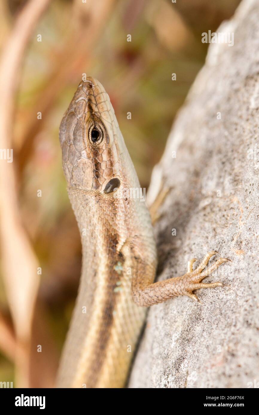 Algerian High Resolution Stock Photography and Images - Alamy