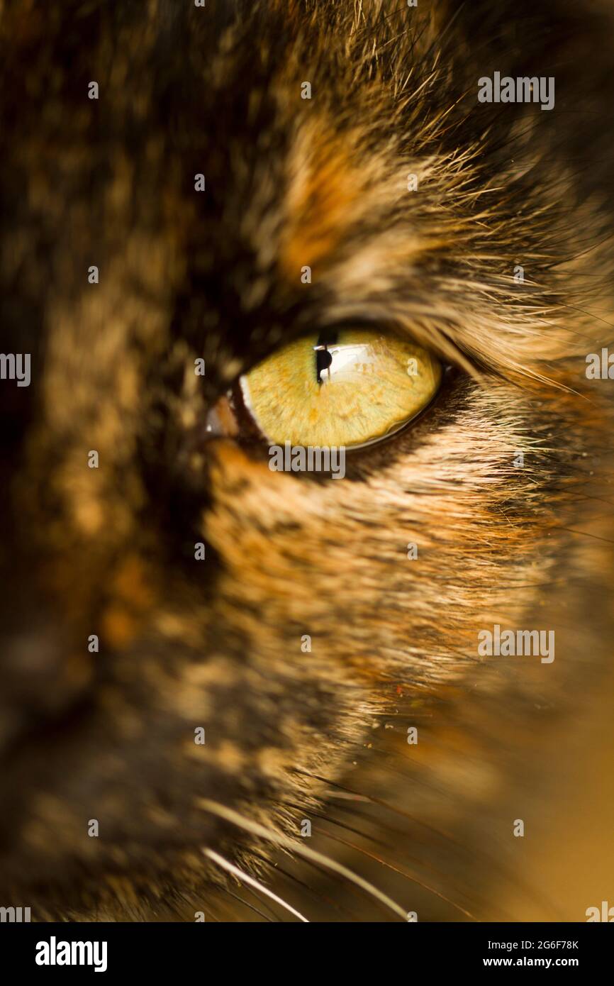 Close up cats eye hi-res stock photography and images - Alamy