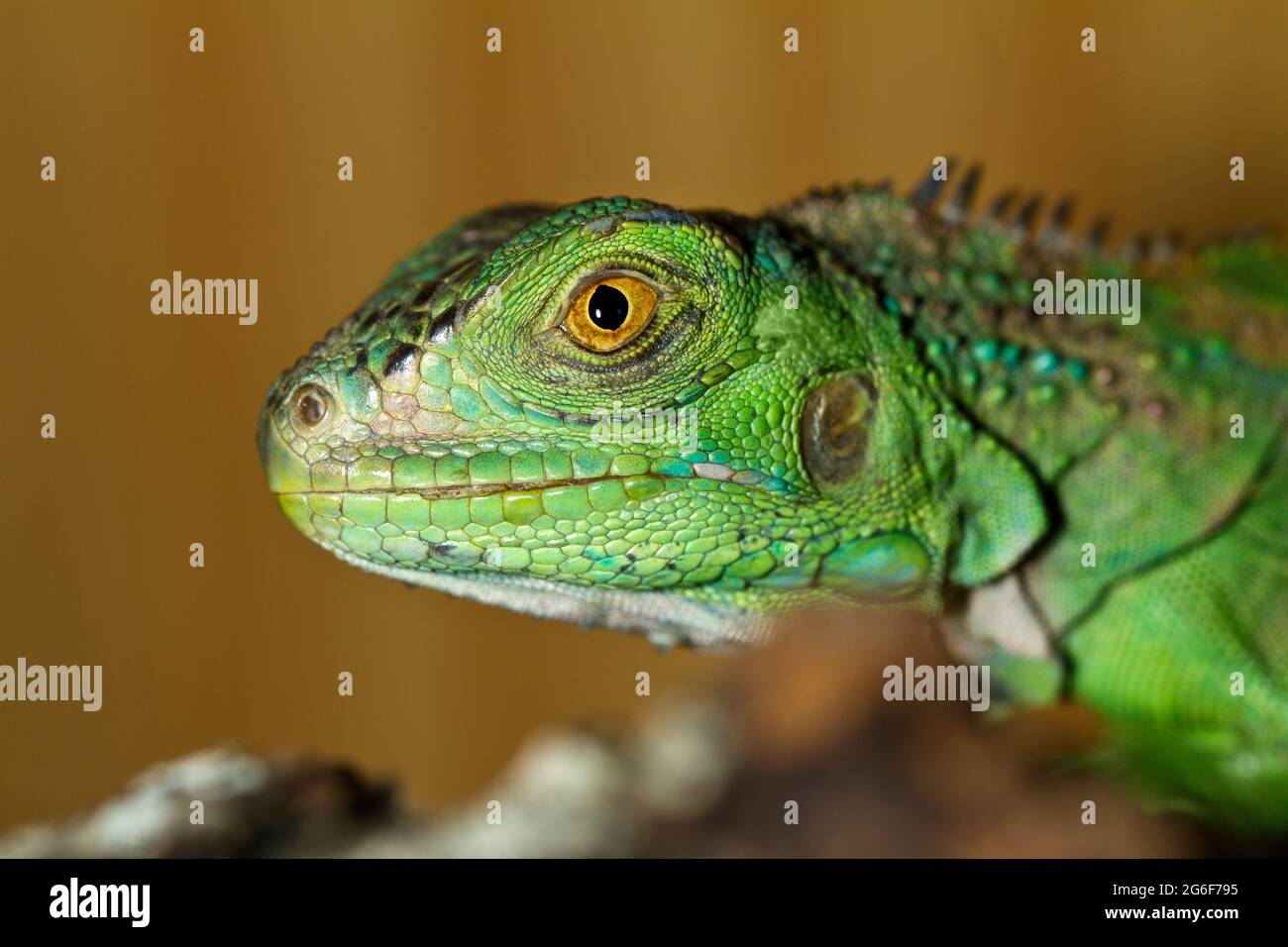 Reptile crest hi-res stock photography and images - Alamy