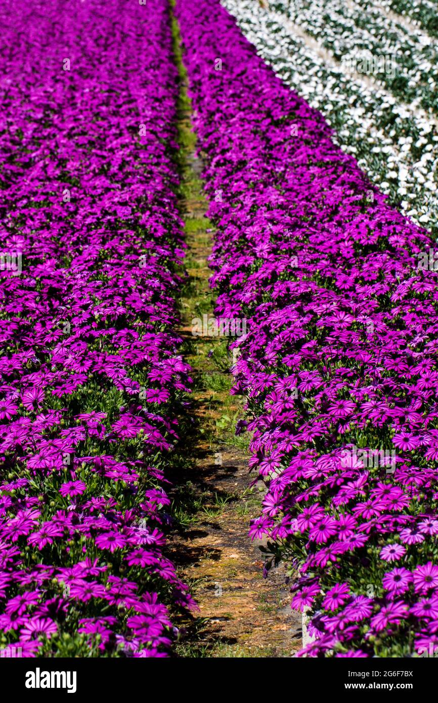 Gerbera daisy plant hi-res stock photography and images - Alamy
