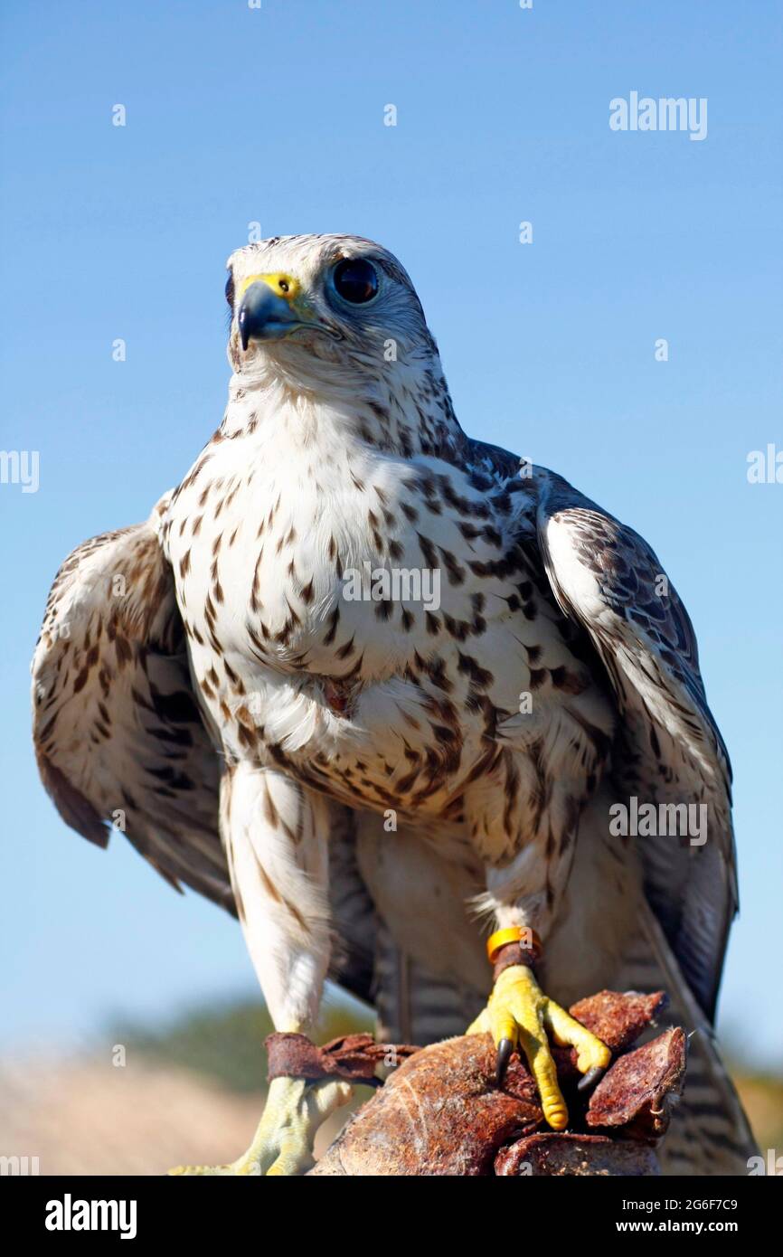 Falcon claw hi-res stock photography and images - Alamy