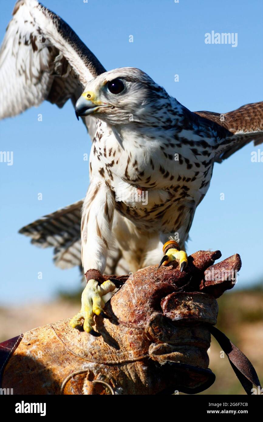 Falcon Claw High Resolution Stock Photography and Images - Alamy