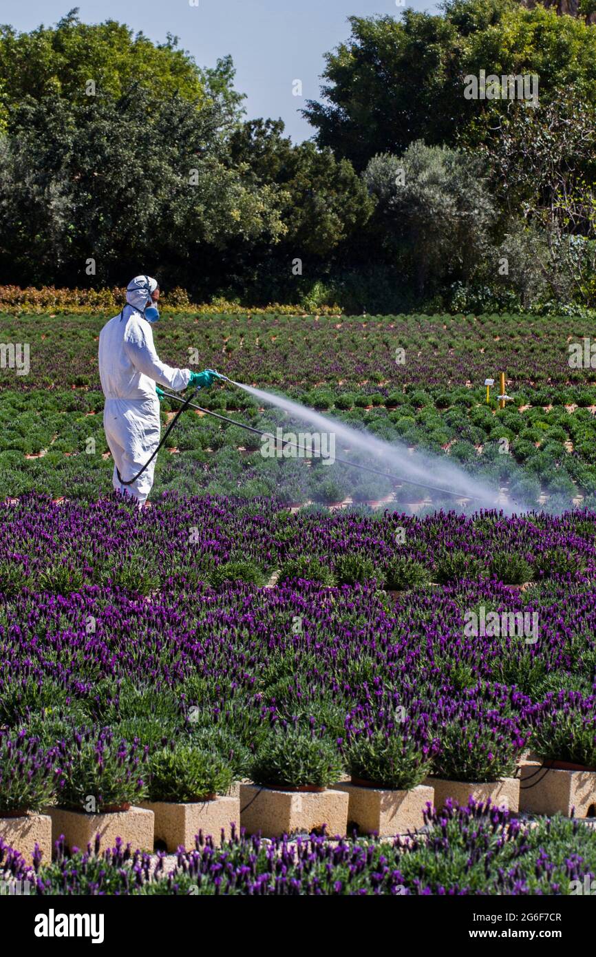 View of a large indoors green plant nursery Stock Photo - Alamy