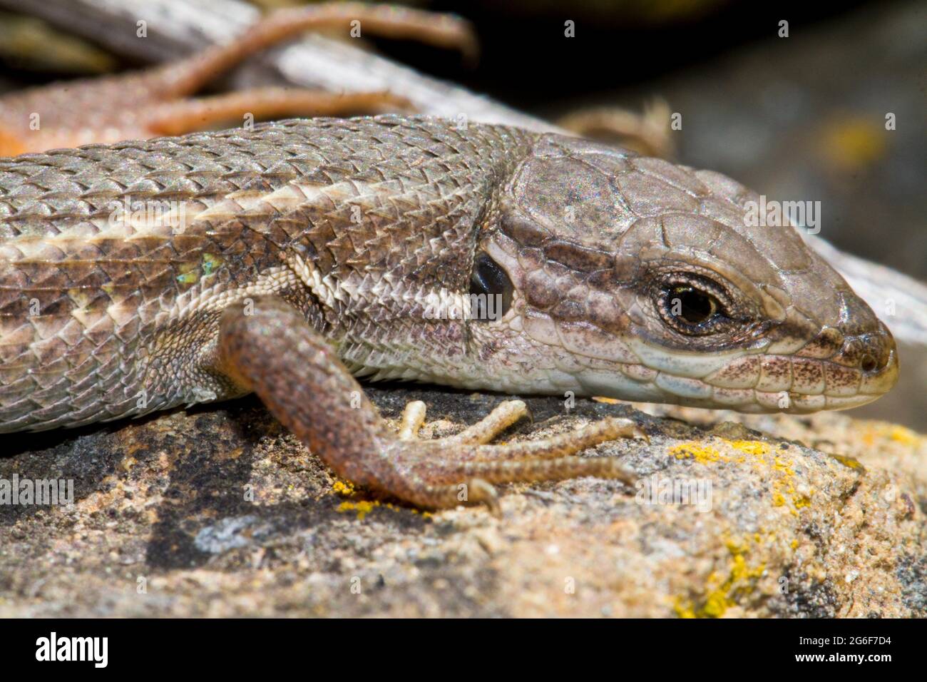 Algerian species hi-res stock photography and images - Alamy