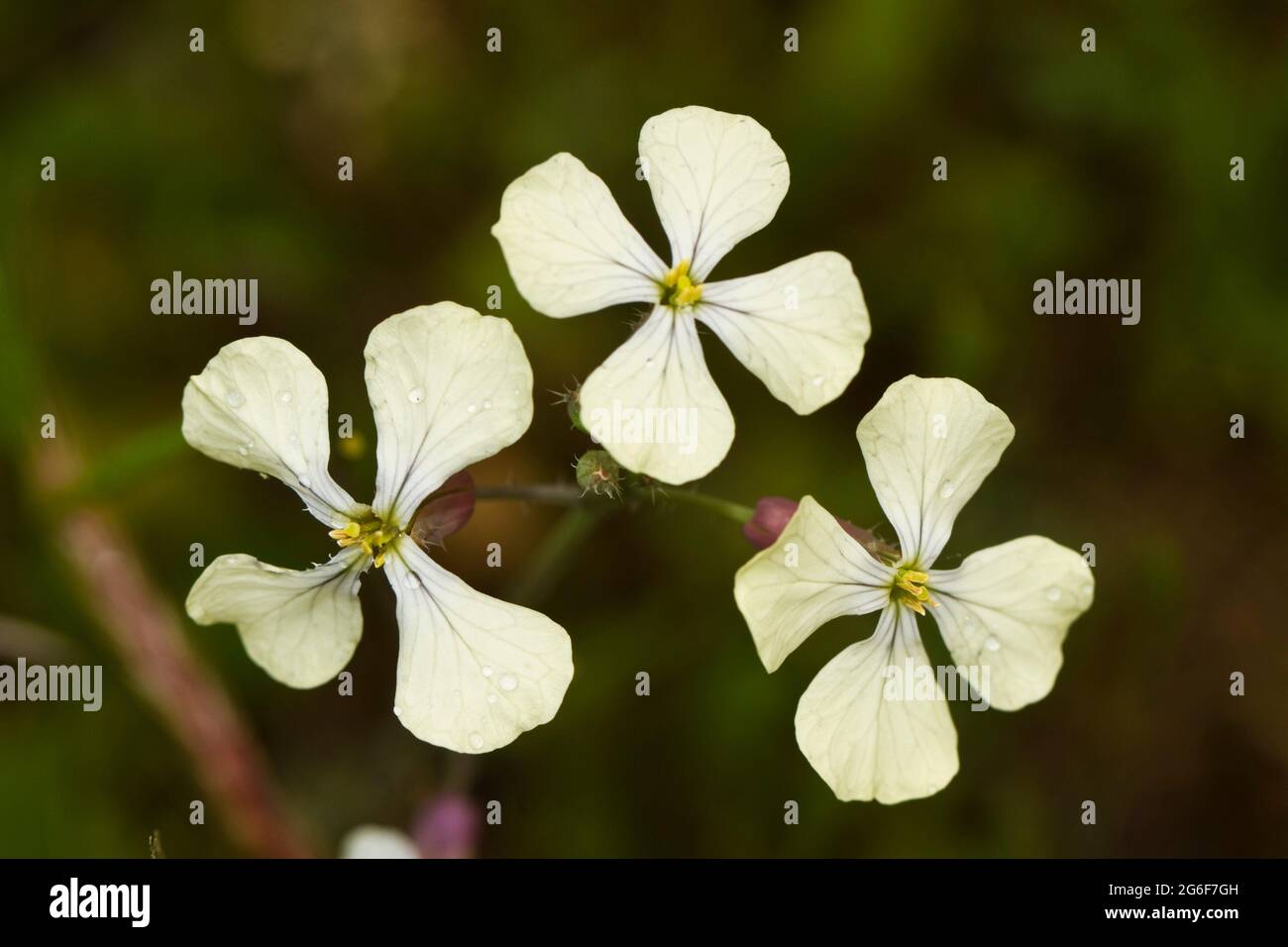 Raphanus raphanistrum hi-res stock photography and images - Alamy