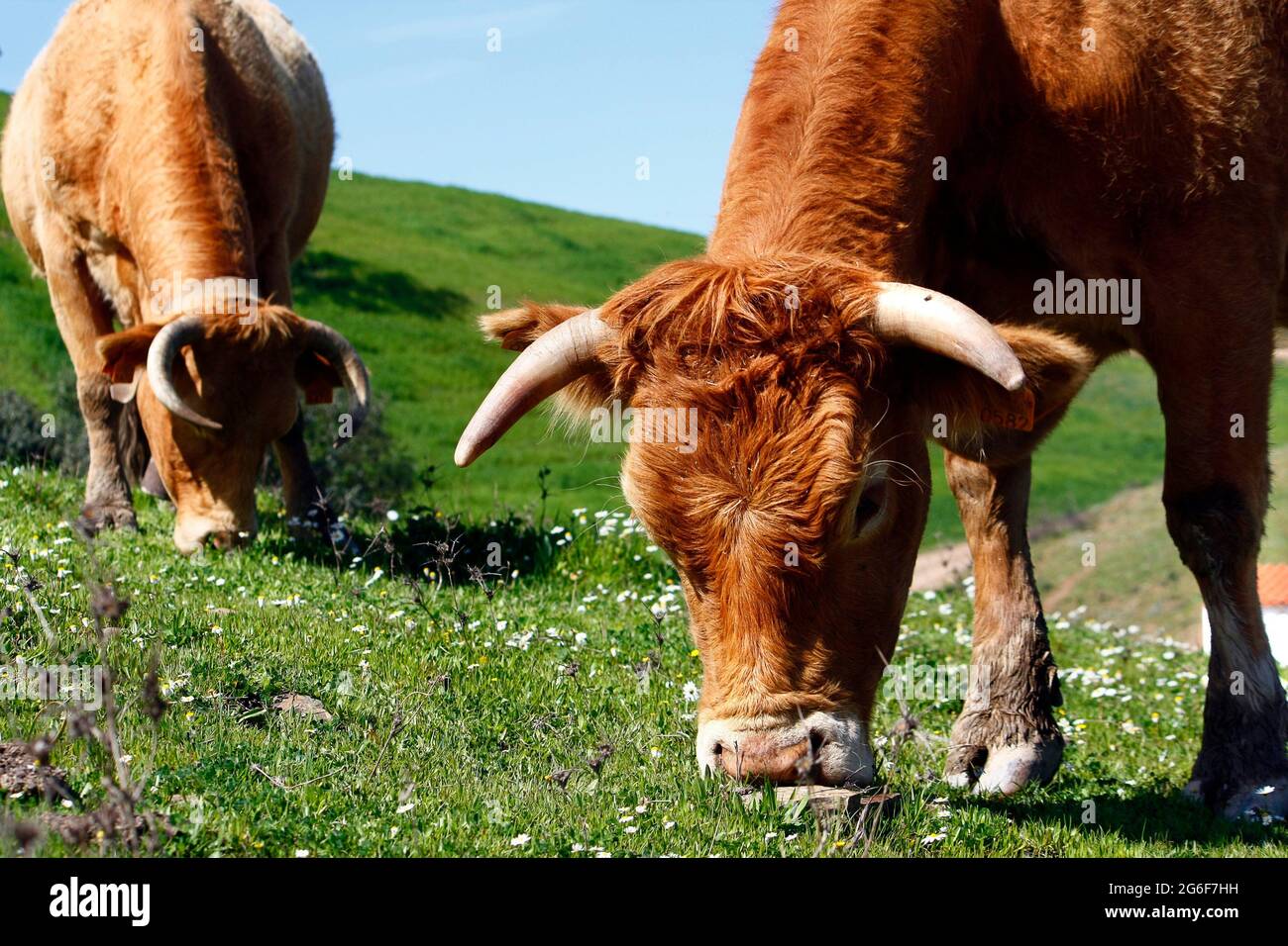 Two cows eating grass hi-res stock photography and images - Alamy