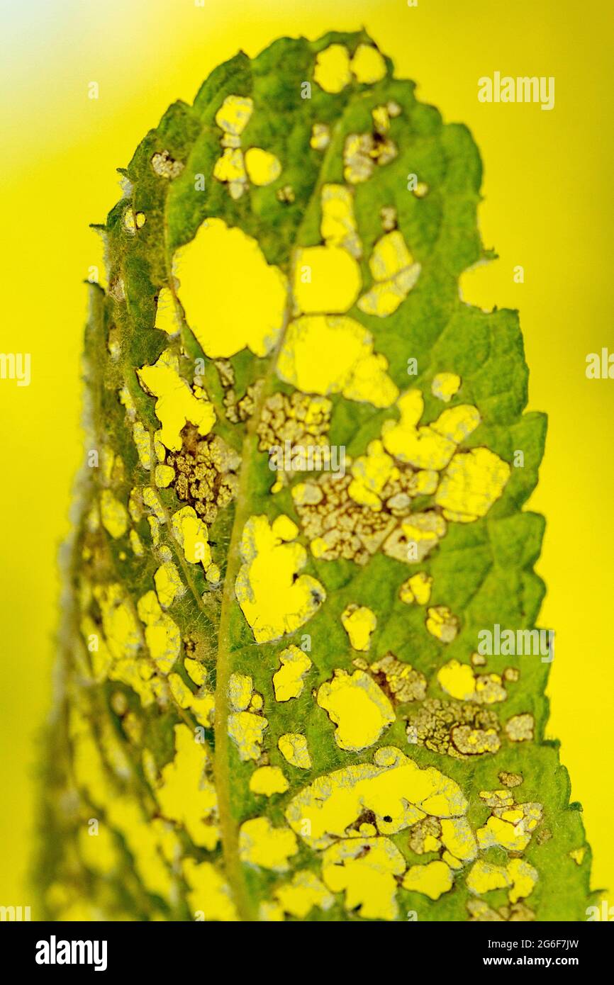 Caterpillar and a chewed leaf Stock Photo - Alamy