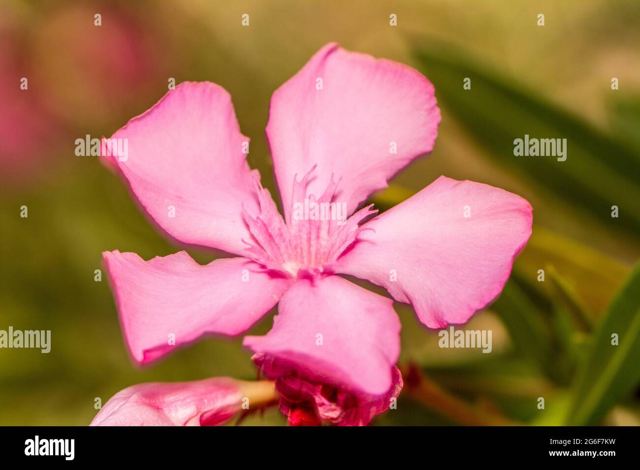 Close up view of Oleander Flowers (Nerium oleander Stock Photo - Alamy