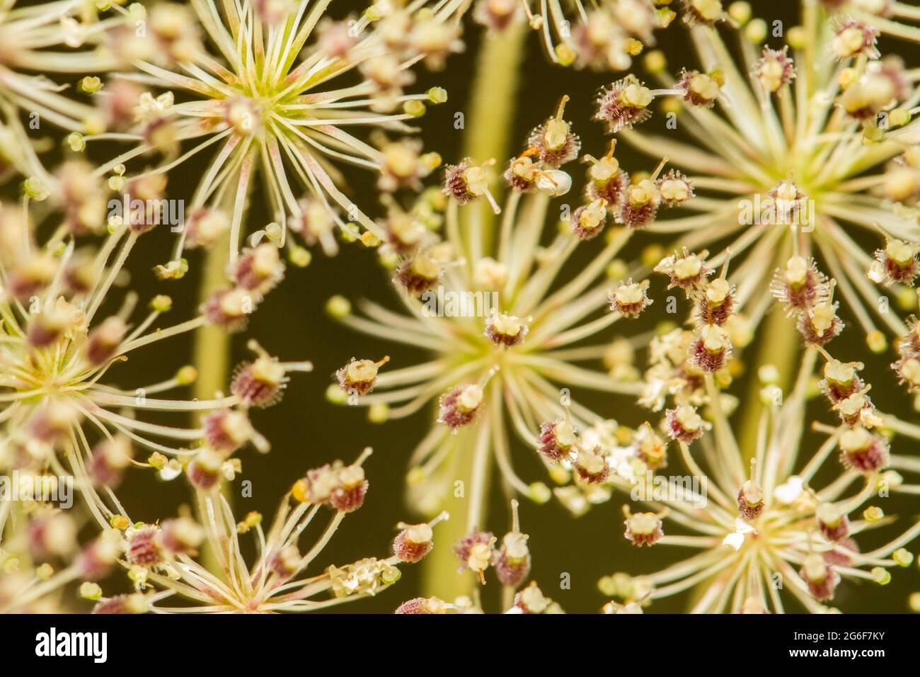 Daucus carota flower hi-res stock photography and images - Alamy