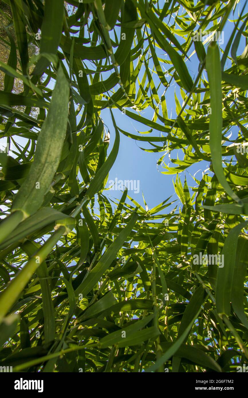 Carrizo cane hi-res stock photography and images - Alamy
