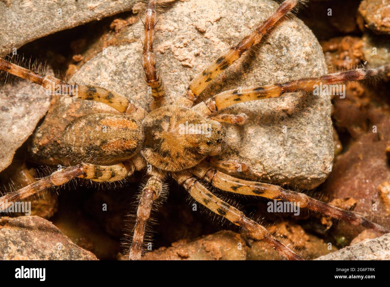 Zoropsis spinimana arachnid High Resolution Stock Photography and ...