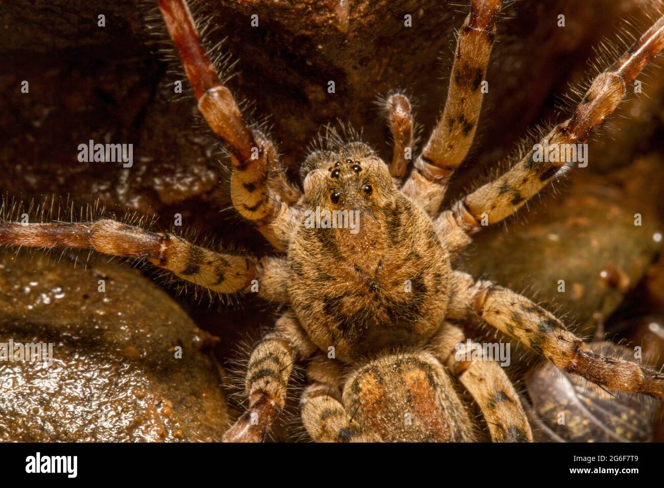 Zoropsis spinimana arachnid High Resolution Stock Photography and ...