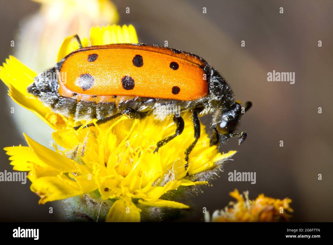 Segmented insect hi-res stock photography and images - Alamy