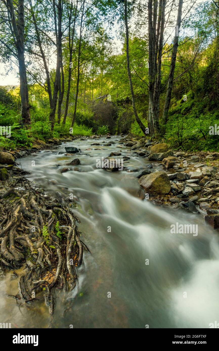 Healthy forest hi-res stock photography and images - Alamy