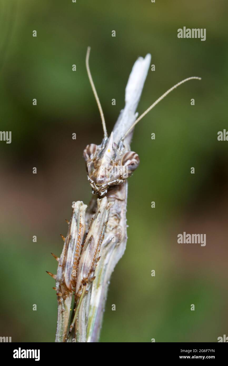 Weird insect hi-res stock photography and images - Alamy