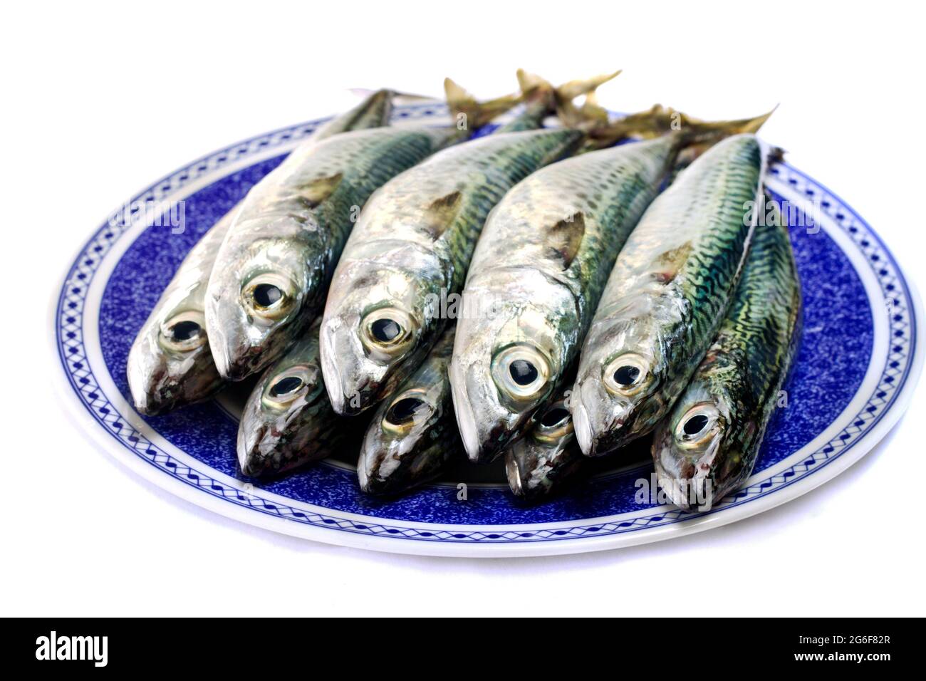 Mackerel isolated on white hi-res stock photography and images - Alamy