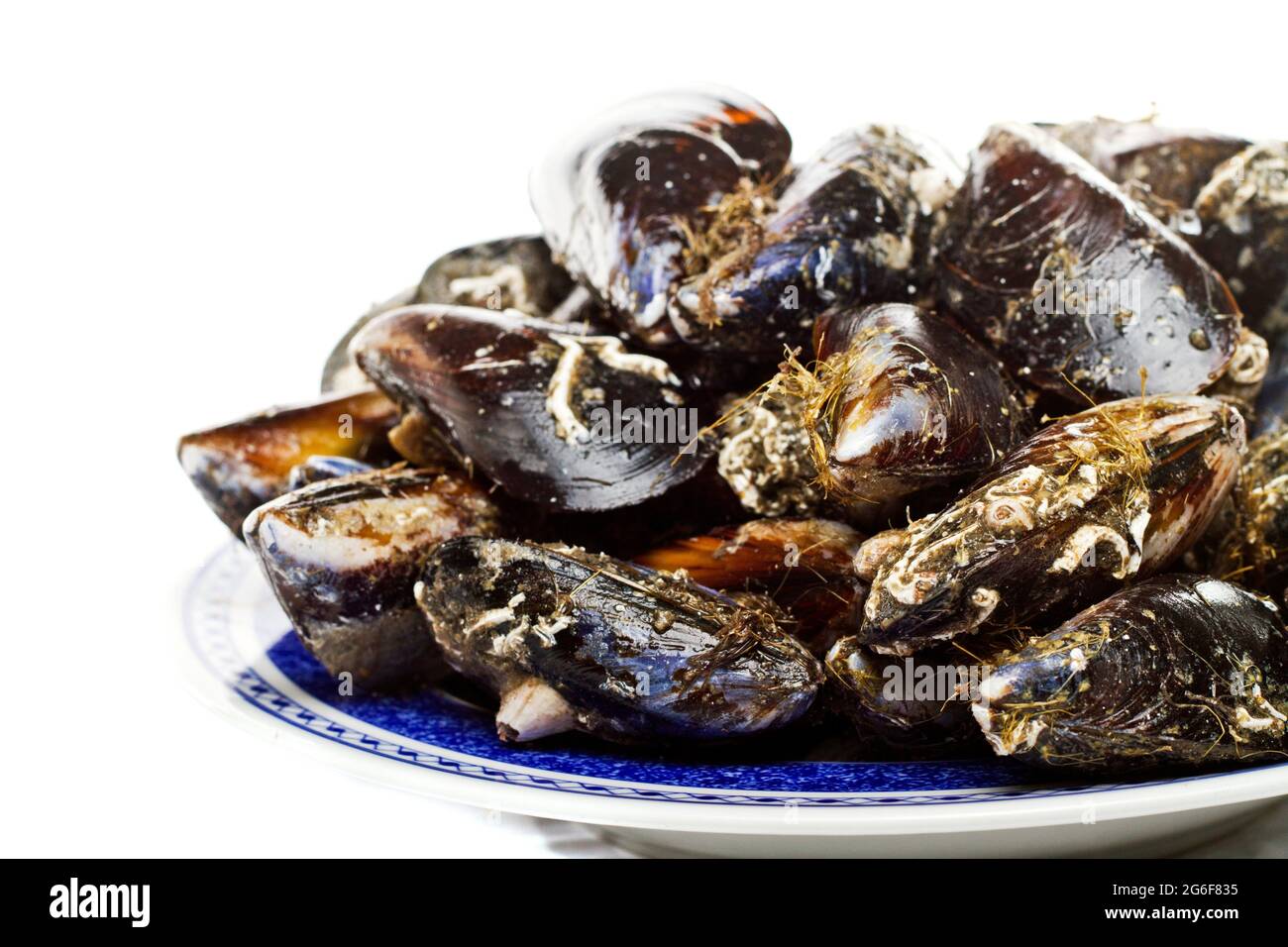 Blue mussel mytilus edulis hi-res stock photography and images - Alamy