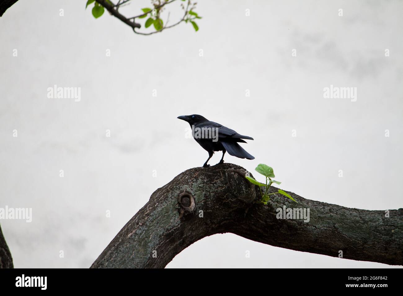 View of a lonely crow bird on top of a tree Stock Photo - Alamy