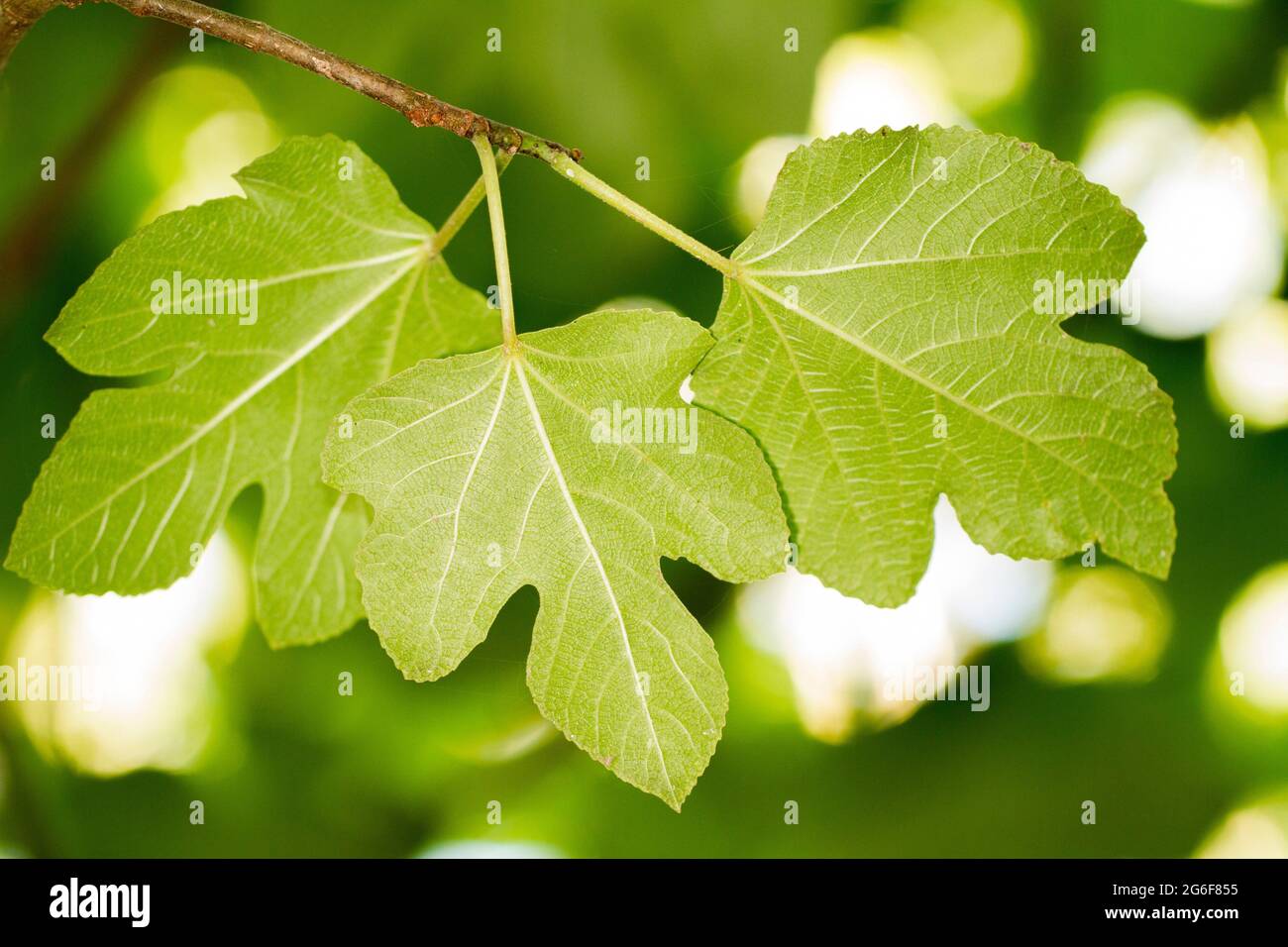 Forest fig tree hi-res stock photography and images - Alamy