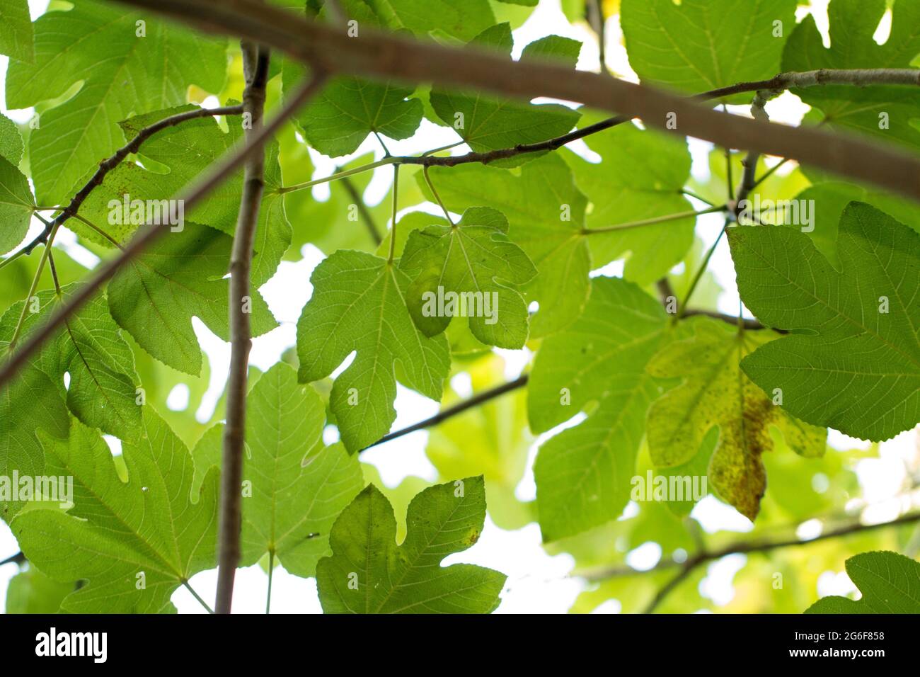 Forest fig tree hi-res stock photography and images - Alamy
