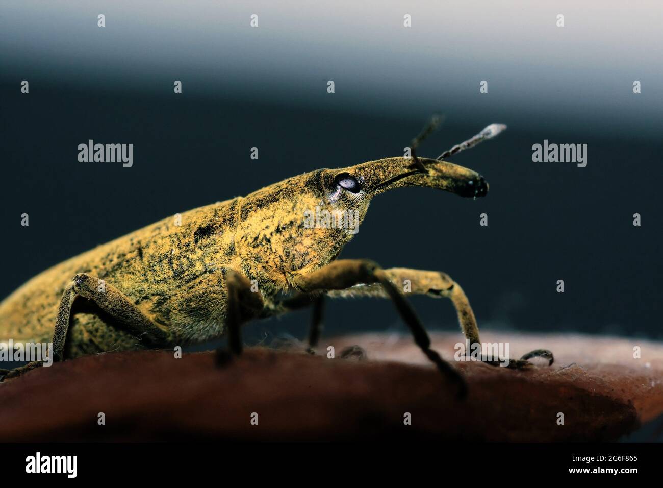 Insect on the rock hi-res stock photography and images - Alamy