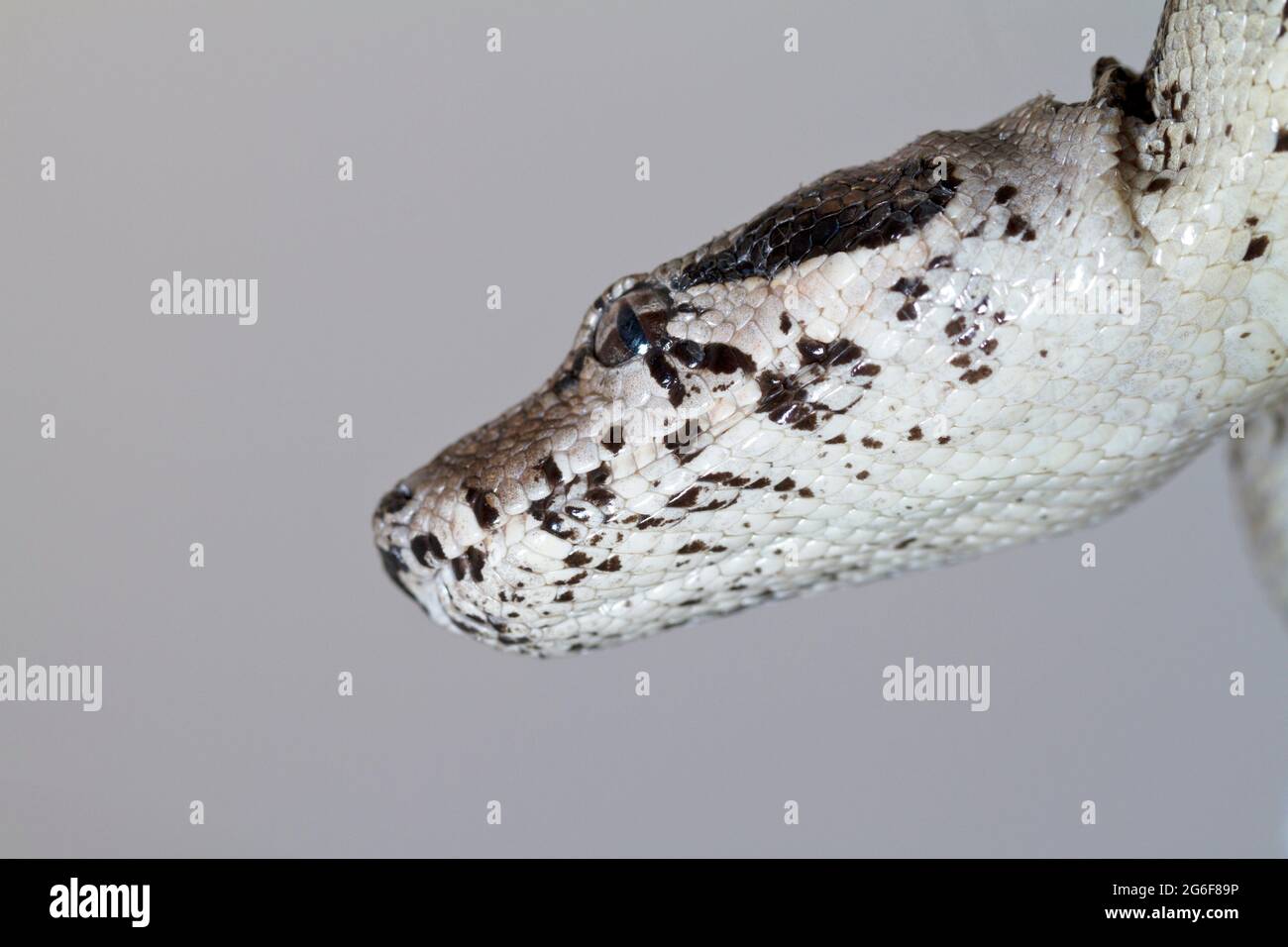 Boa Constrictor Snake High Resolution Stock Photography and Images - Alamy