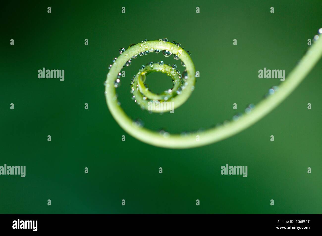 Swirl nature hi-res stock photography and images - Alamy