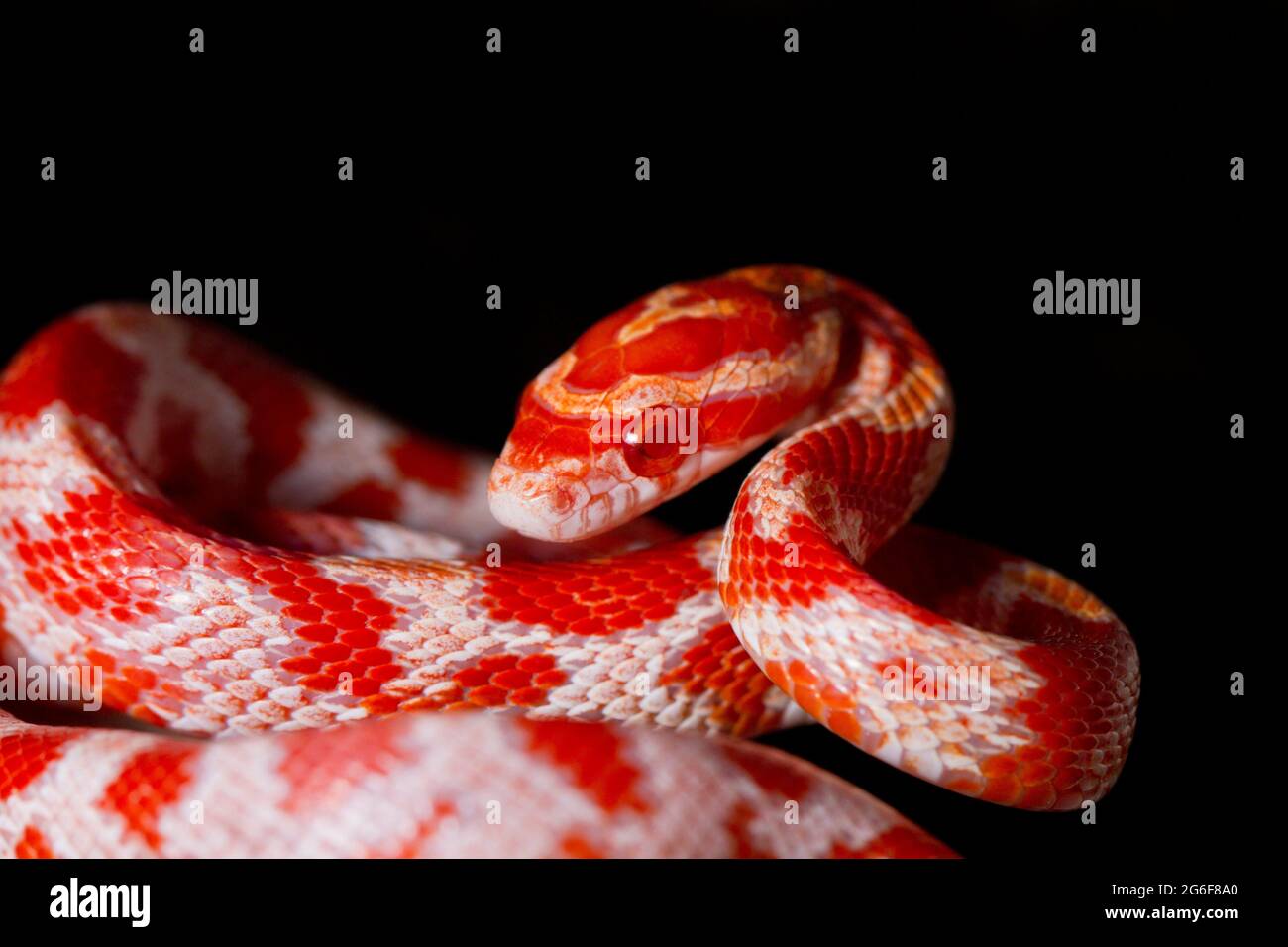 Blood red corn snake hi-res stock photography and images - Alamy
