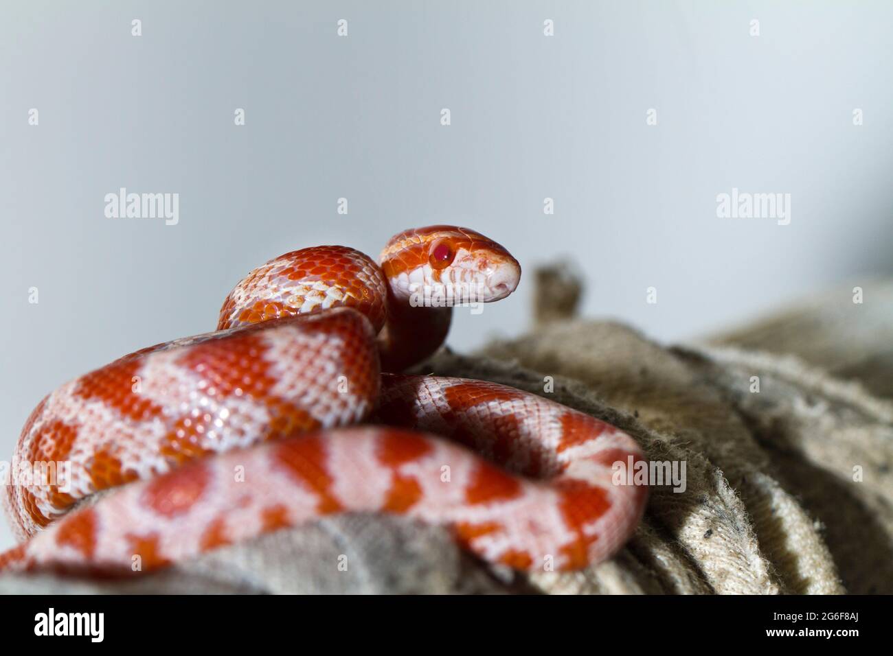 Blood red corn snake hi-res stock photography and images - Alamy