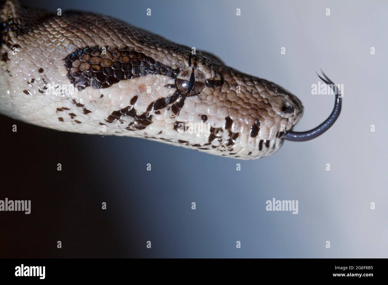Boa constrictor snake hi-res stock photography and images - Alamy