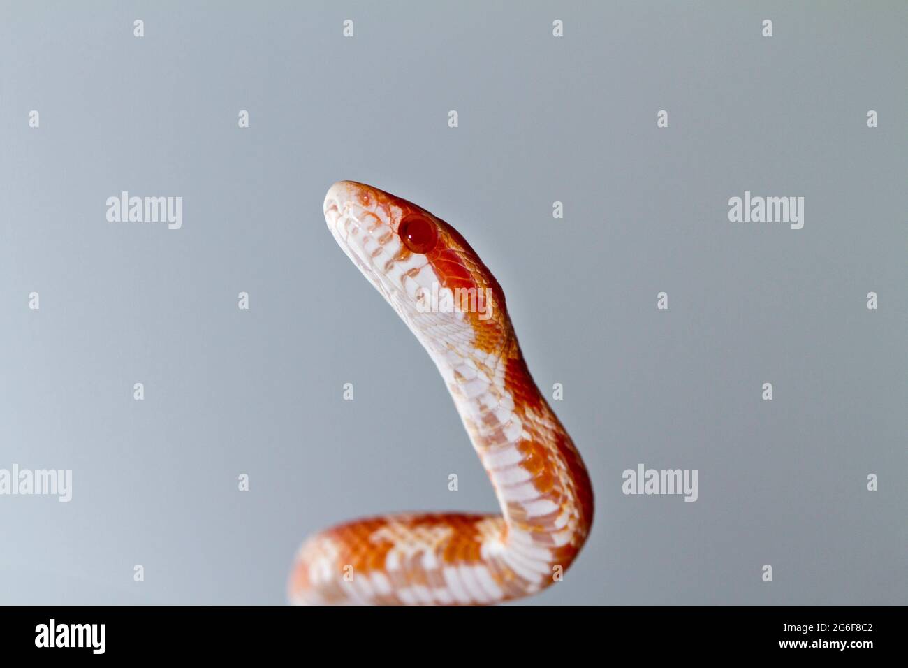 Blood red corn snake hi-res stock photography and images - Alamy