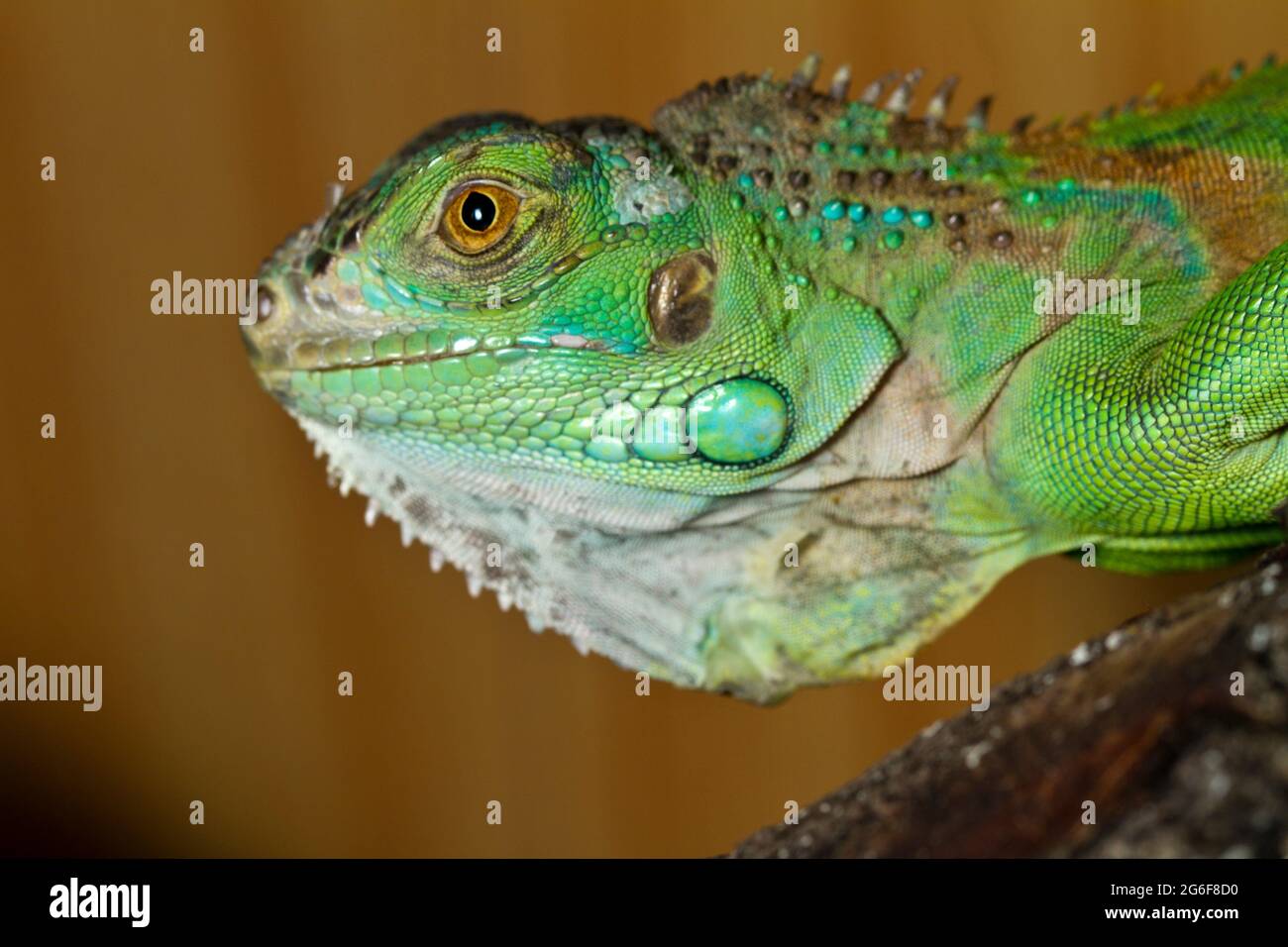 Lizard head scales hi-res stock photography and images - Alamy