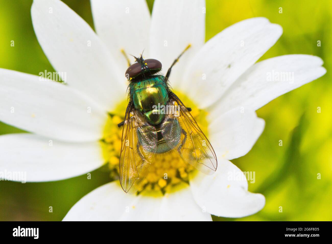 Metallic fly hi-res stock photography and images - Alamy