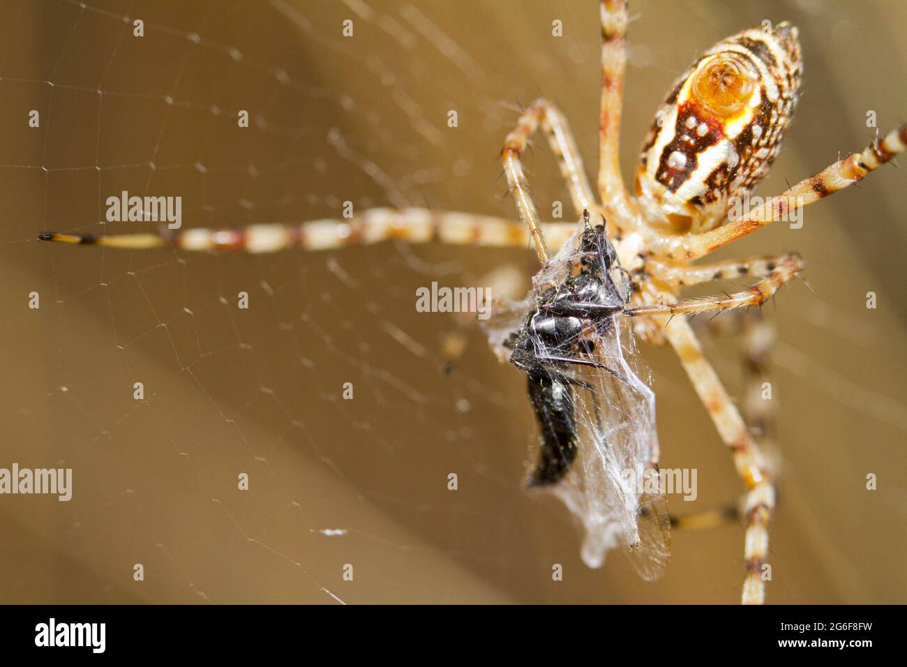 Nature diademata hi-res stock photography and images - Alamy