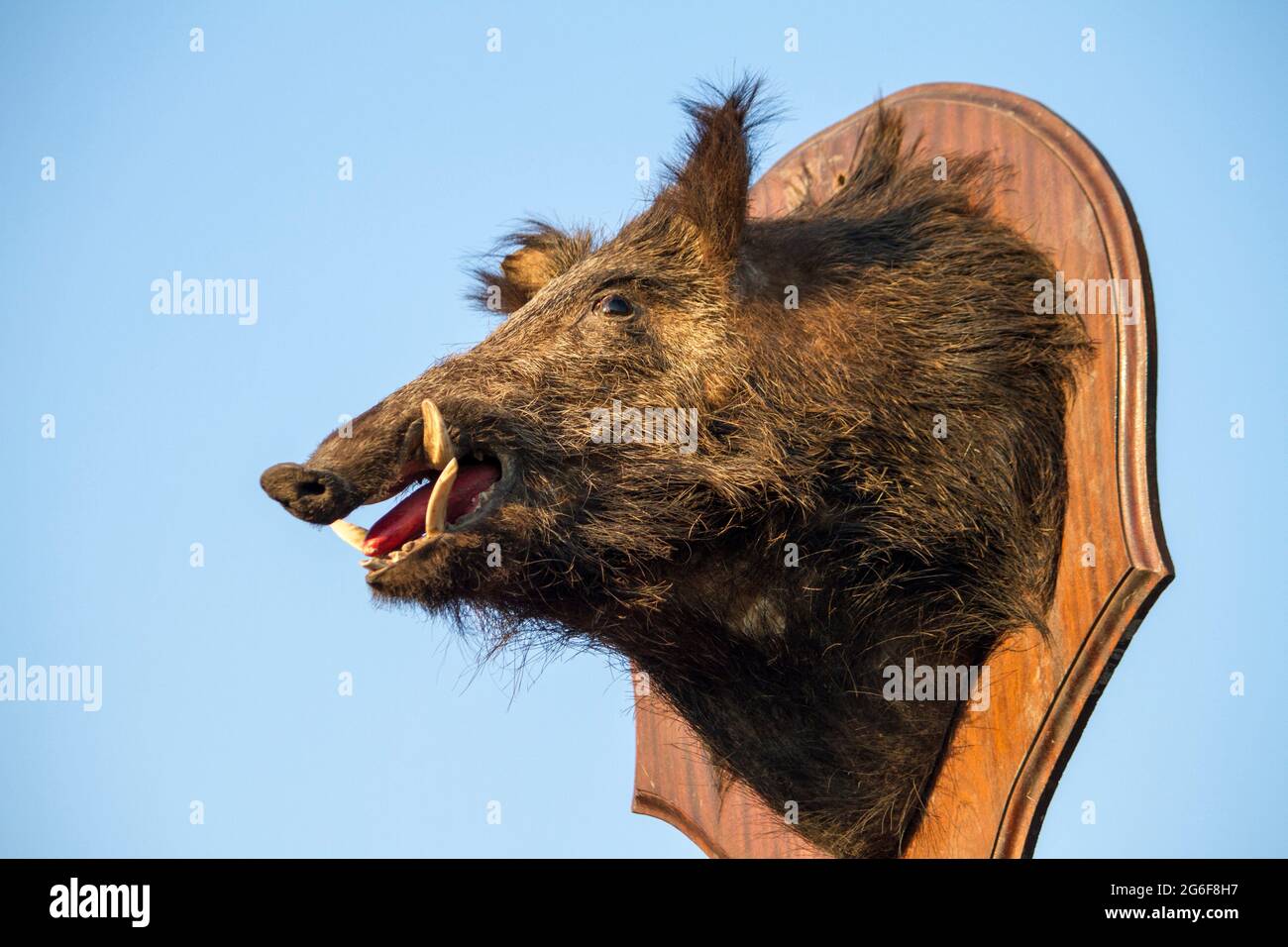 Wild Boar Head Side View