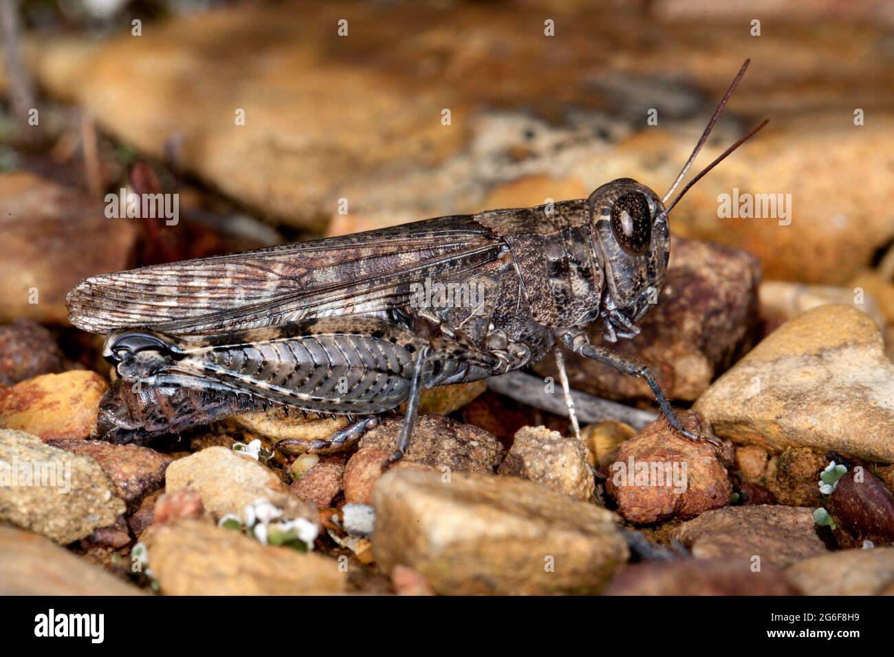 Grey grasshopper hi-res stock photography and images - Alamy
