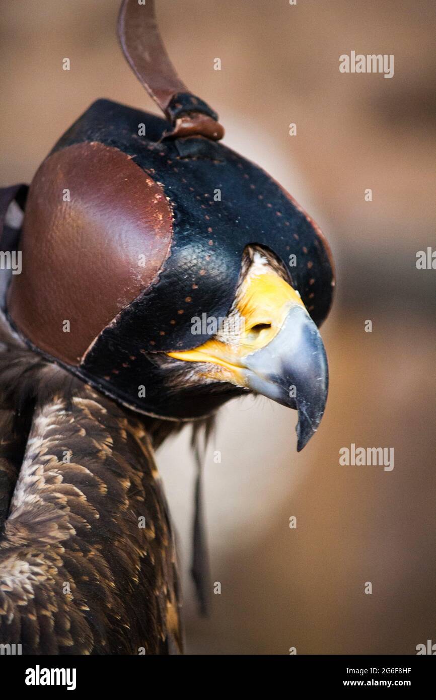 Leather hood hi-res stock photography and images - Alamy