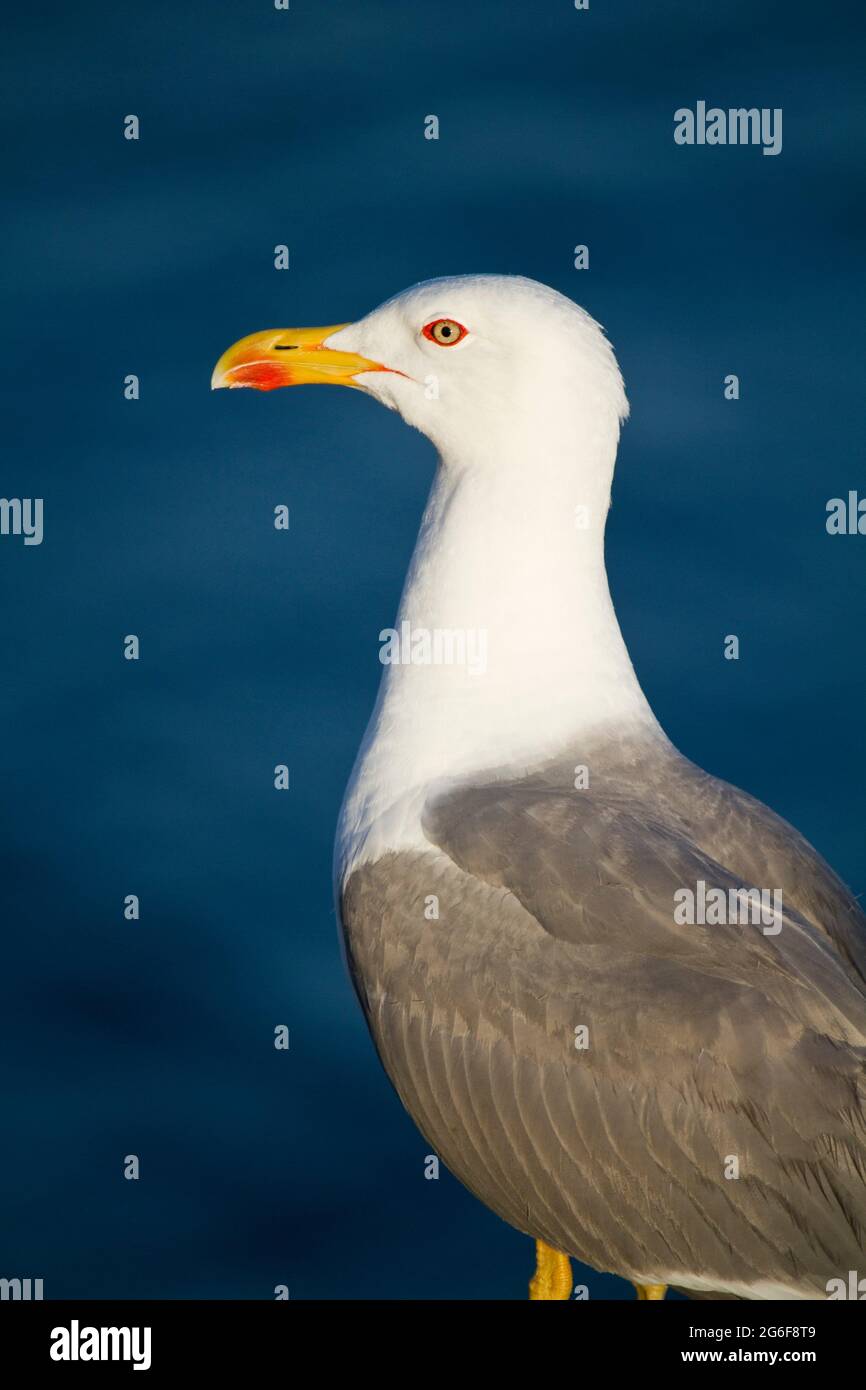 Mediterranean bird hi-res stock photography and images - Alamy