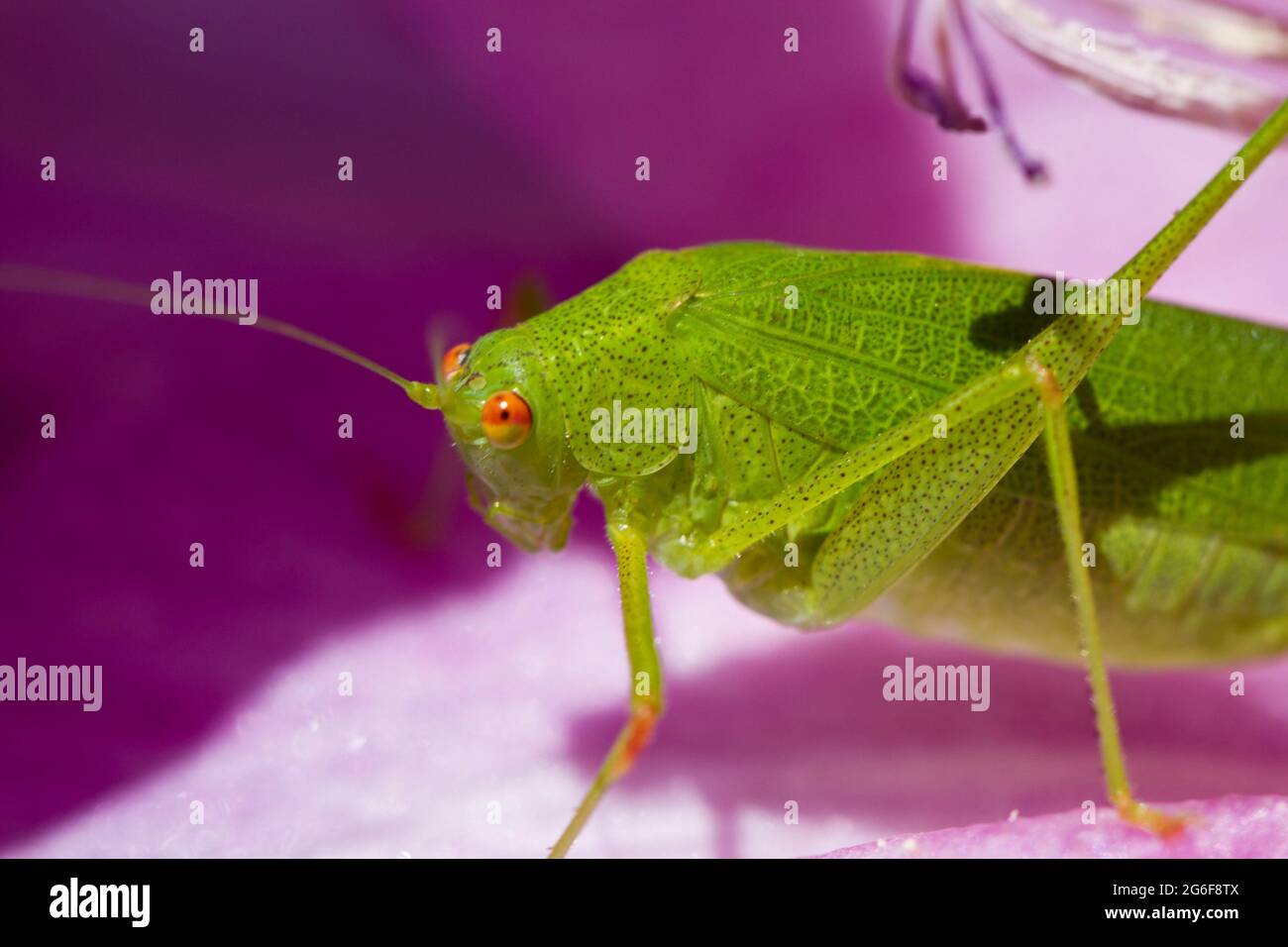 Sickle bearing bush cricket phaneroptera falcata hi-res stock ...