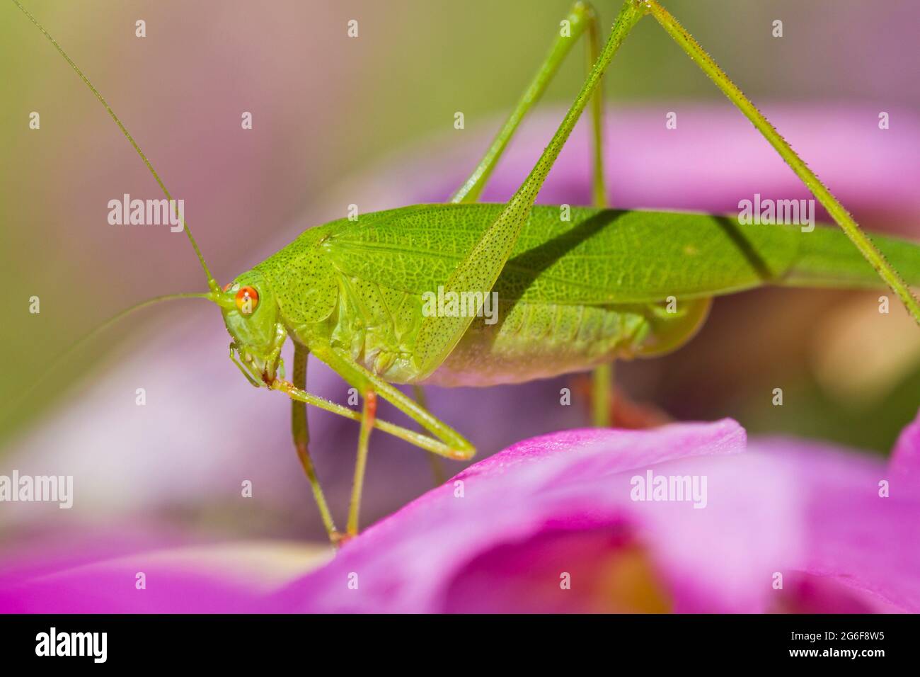 Sickle bearing bush cricket phaneroptera falcata hi-res stock ...